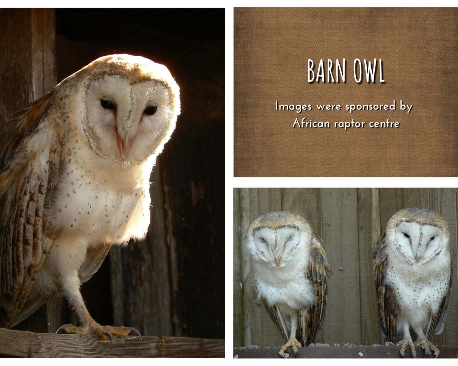 Owls of South Africa – Owls in the Skye